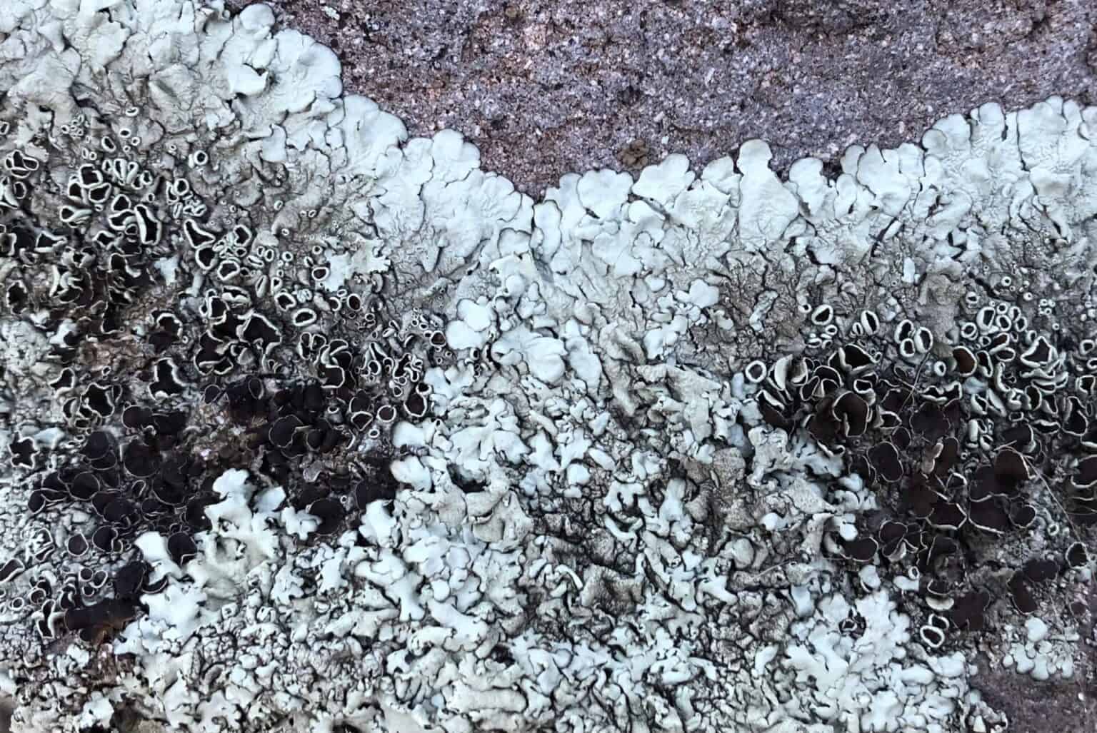 Lichens - Sierra County Citizen
