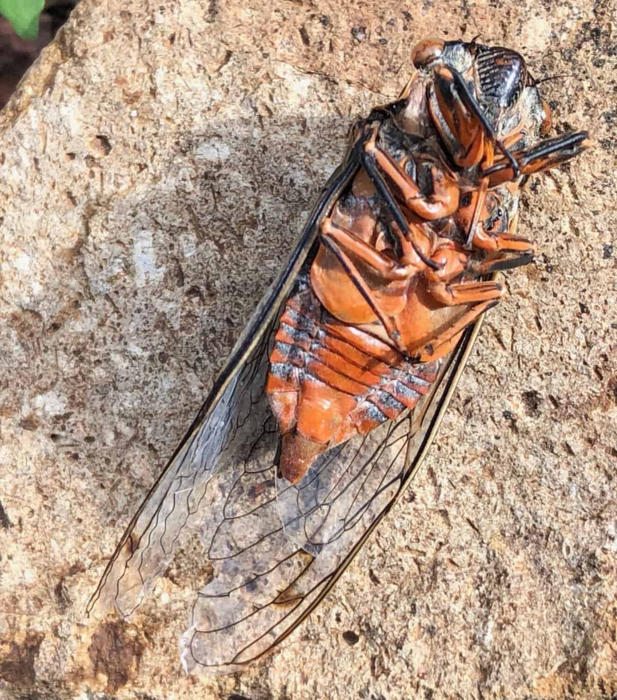 Cicadas among us - Sierra County Citizen