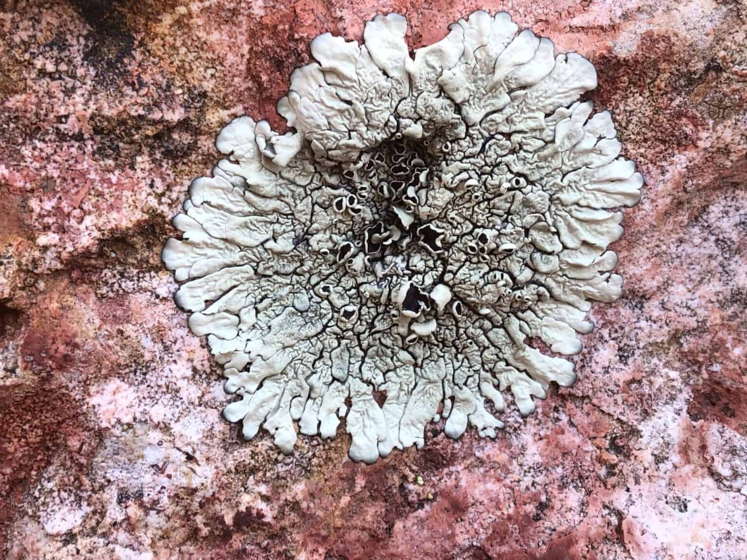Lichens - Sierra County Citizen