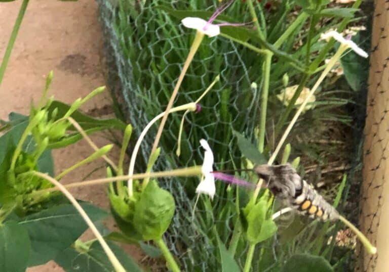 The sphinx moth and its voracious hornworm caterpillar - Sierra County ...